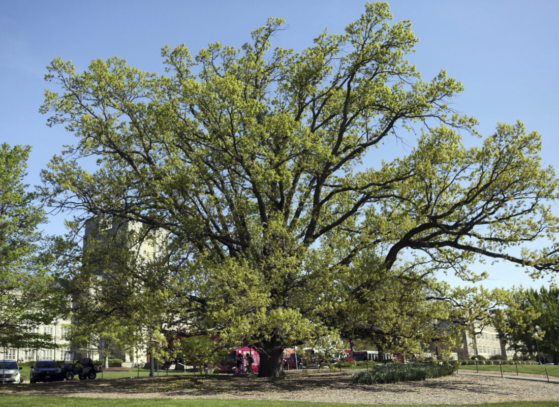 Virginia Tech helps track state’s big trees | News, Sports, Jobs - The ...